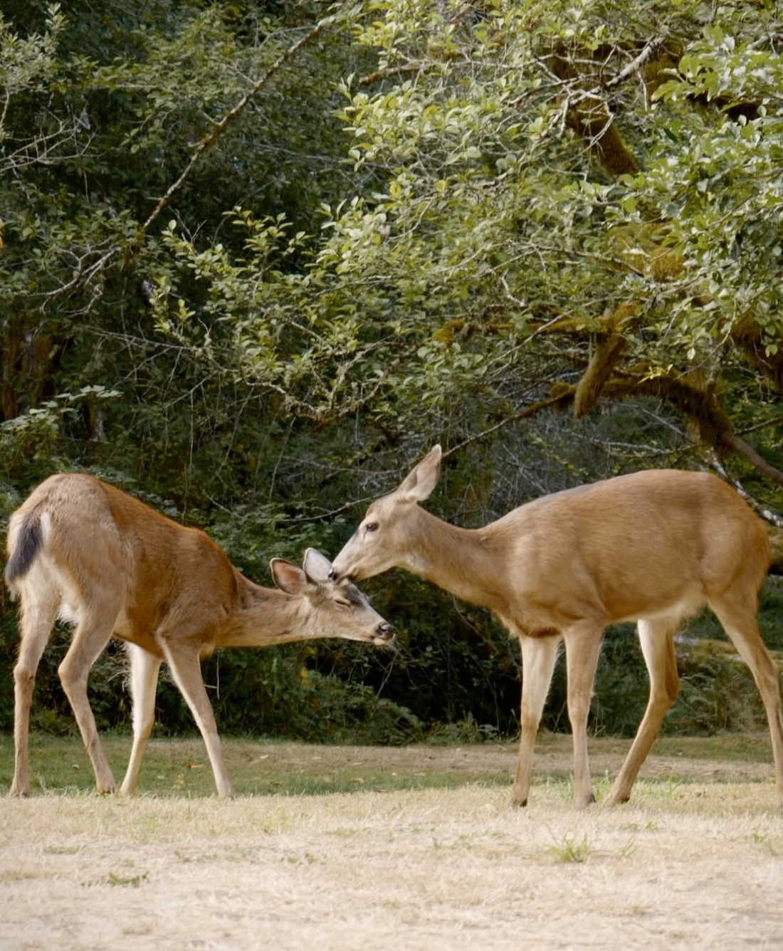 Spring Camping Tips with Ryan Madani | Snow Peak